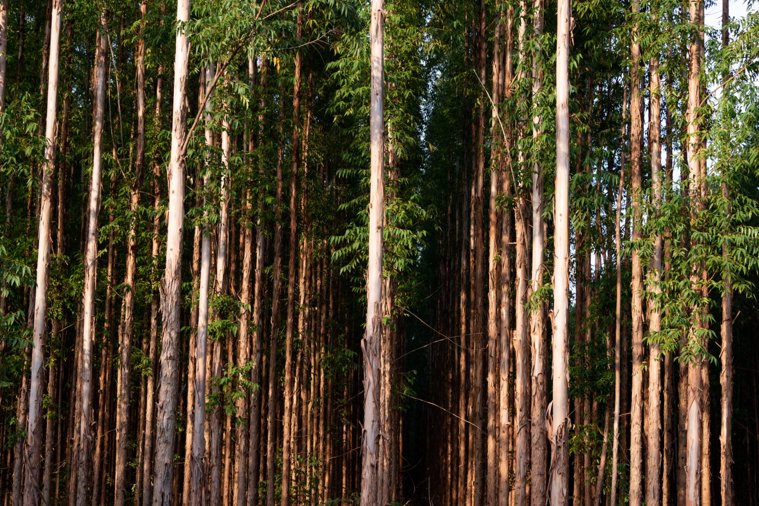 Dexco abre vagas para curso profissionalizante e gratuito de Mecânico ...